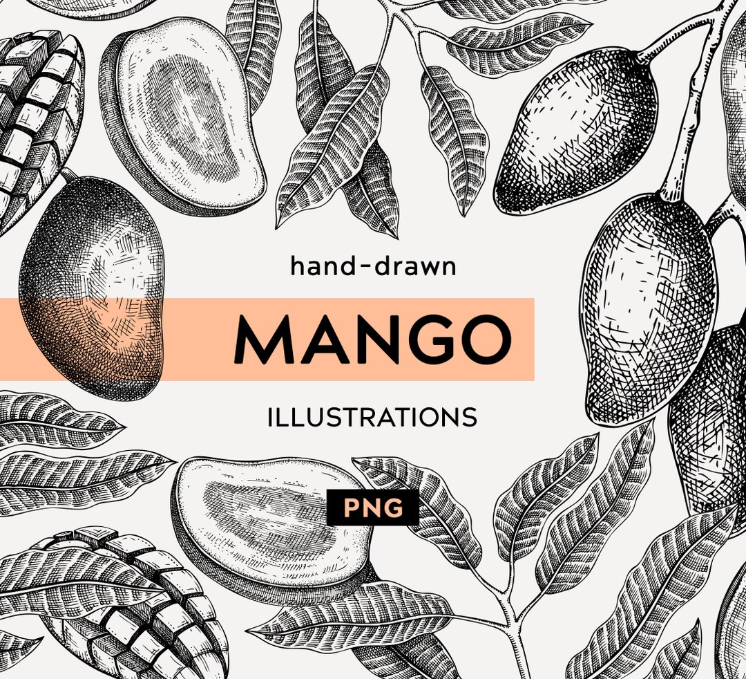 Mango Tree Botanical Sketch, Exotic Fruit Plant, Summer PNG, Engraving ...