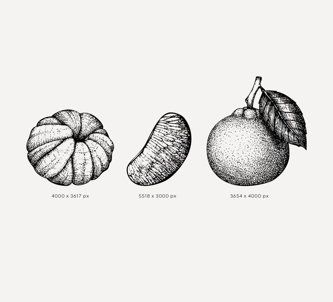 Tangerine Plant Botanical Sketch, Tropical Citrus Fruit PNG, Engraving ...