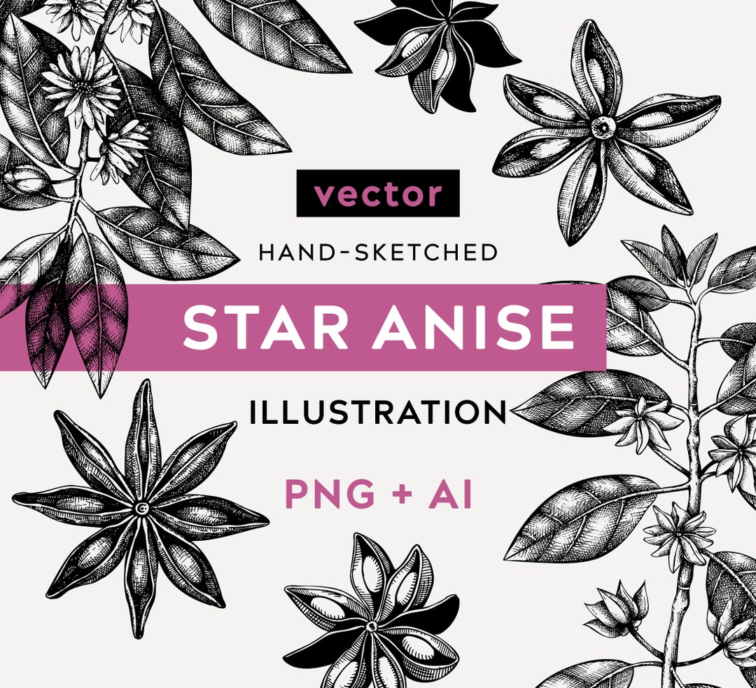 Star Anise Digital Drawing. Exotic Plants Botanical Print, Vintage ...