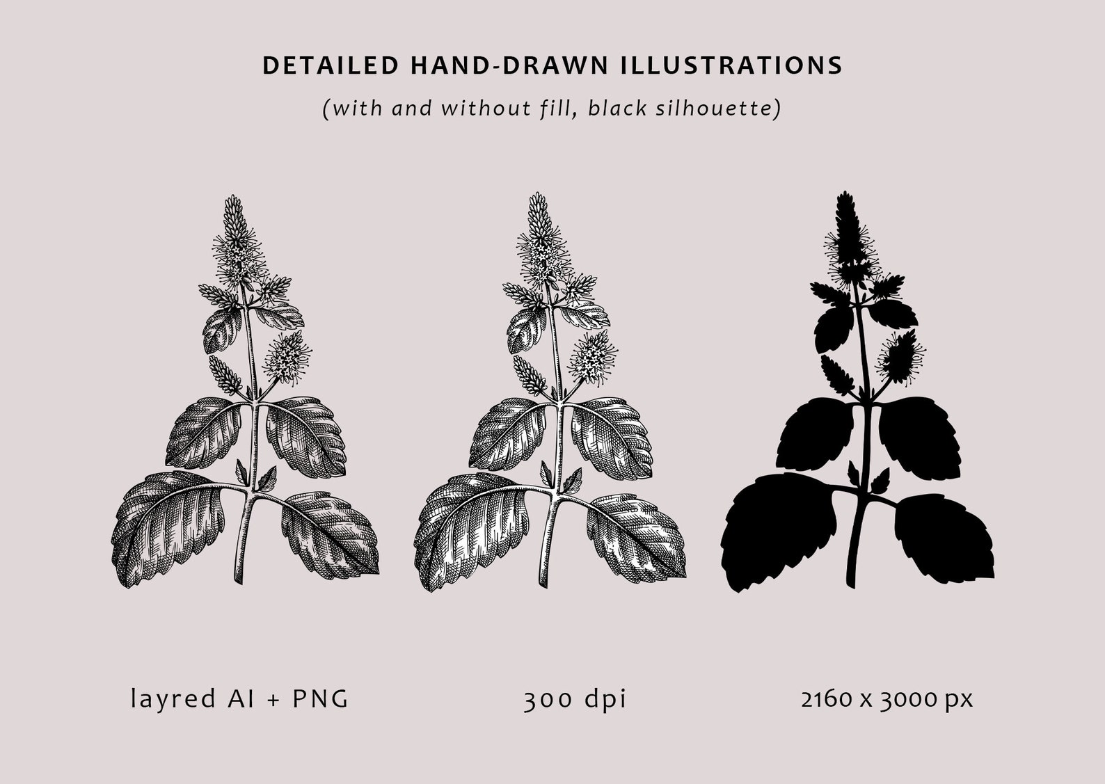 Patchouli Sketch. Herb Garden Floral Clipart. for Candle Label, Plant ...