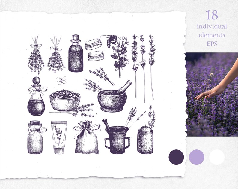 Lavender Clipart, Hand Drawn Flowers, Engraving Vector, Vintage Sketch ...