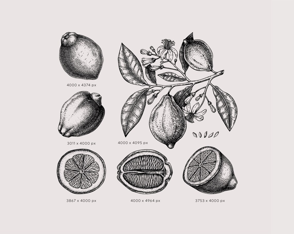 Lemon Tree Vector Art. Citrus Fruit Clipart Digital Drawing. Exotic ...