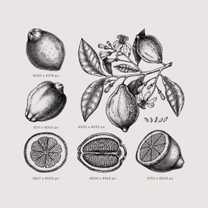Lemon Tree Vector Art. Citrus Fruit Clipart Digital Drawing. Exotic ...