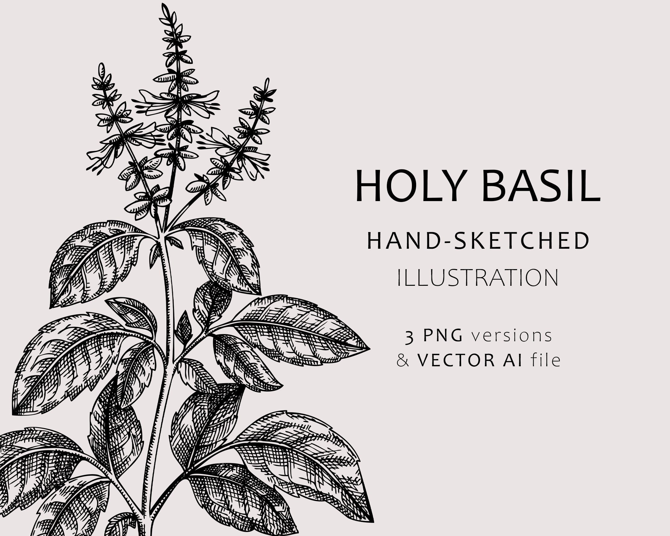 Holy Basil Drawing