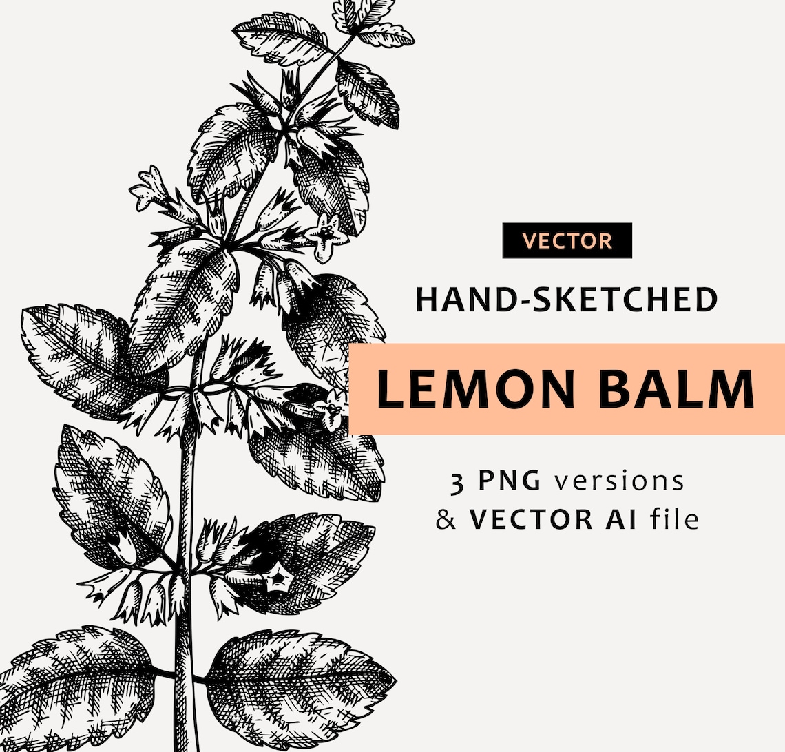 Lemon Balm Digital Drawing. Herb Garden Floral Clipart. Candle Label ...
