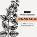 Lemon Balm Digital Drawing. Herb Garden Floral Clipart. Candle Label ...