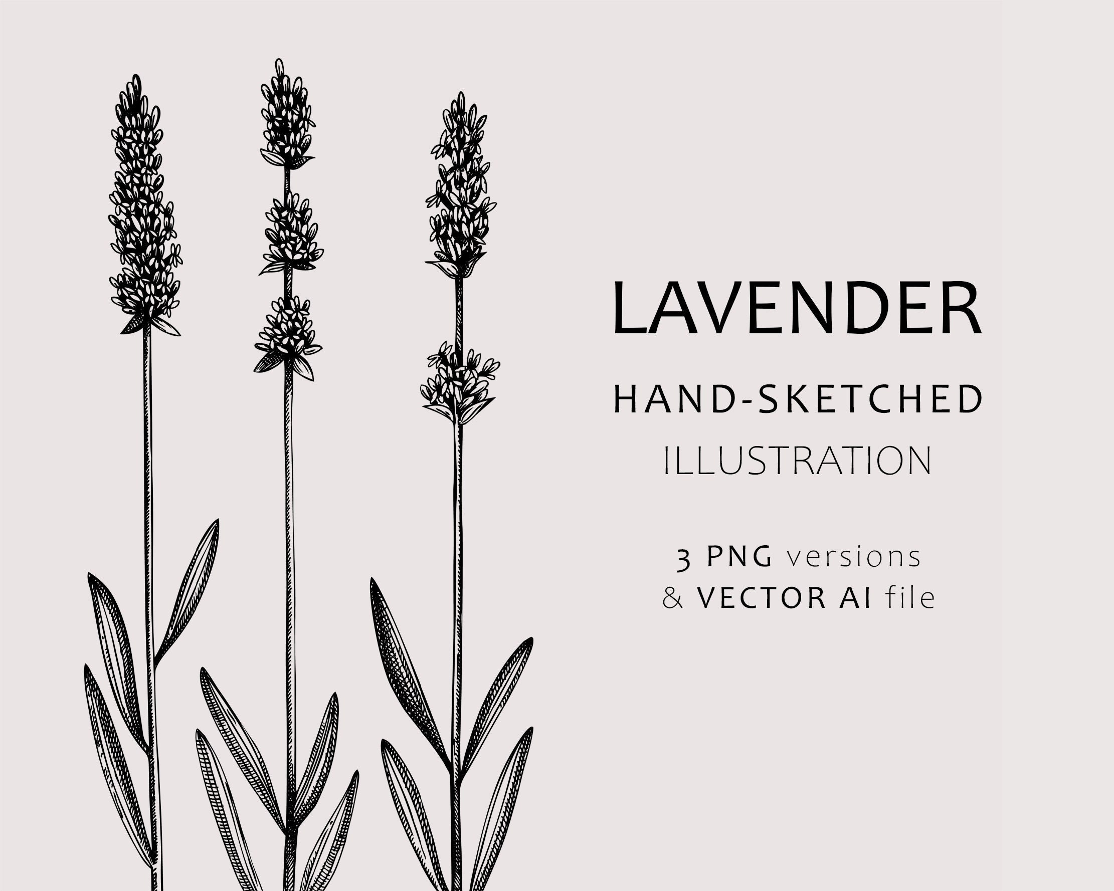 Lavender Drawing Png