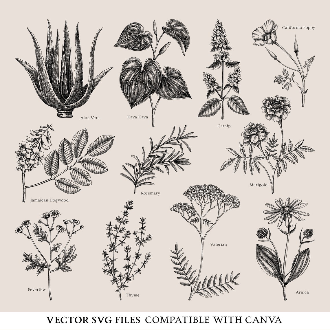 Medicinal Plant Illustration SVG Files, Apothecary Print, Engraving ...