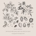 Almond Tree Branches PNG: Hand Drawn Botanical Print, Vintage Flowers ...