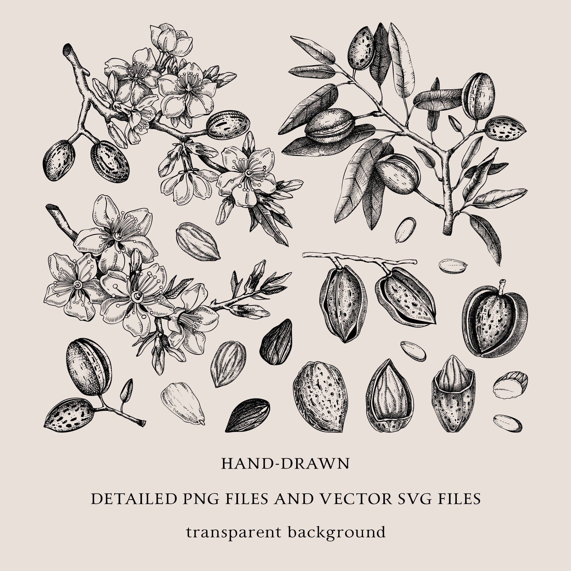 Almond Tree Branches PNG, Vintage Flowers SVG Files, Hand Drawn ...