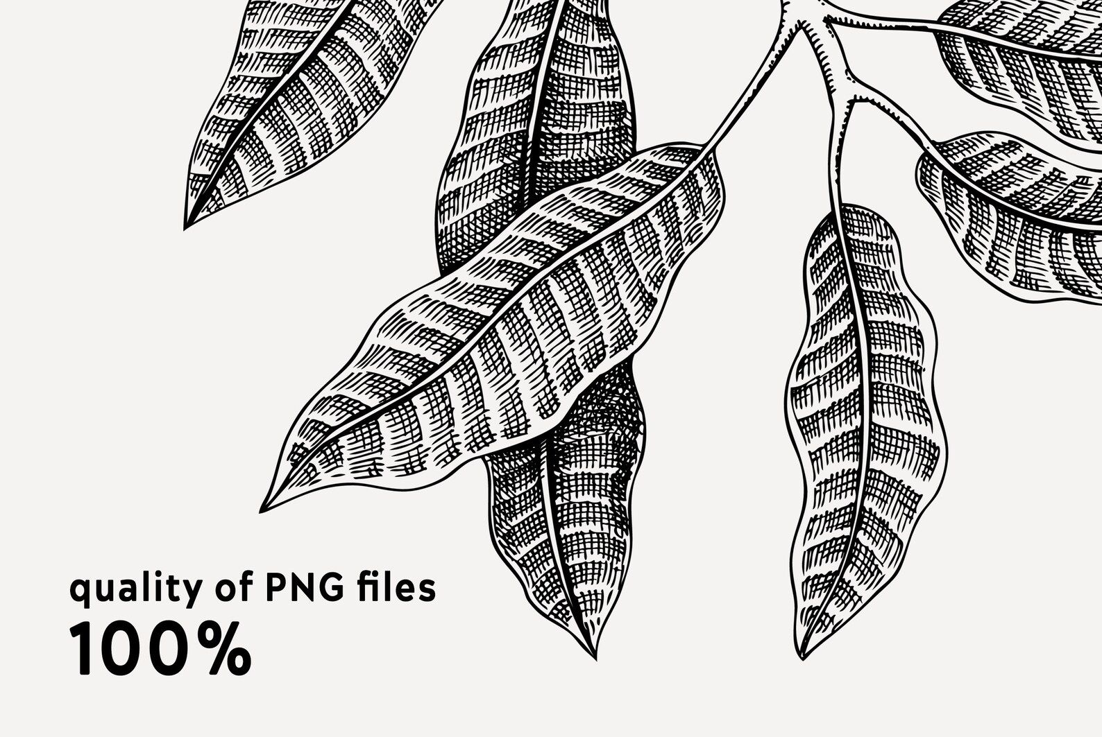 Mango Tree Botanical Sketch, Exotic Fruit Plant, Summer PNG, Engraving ...