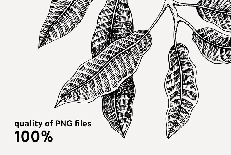 Mango Tree Botanical Sketch, Exotic Fruit Plant, Summer PNG, Engraving ...