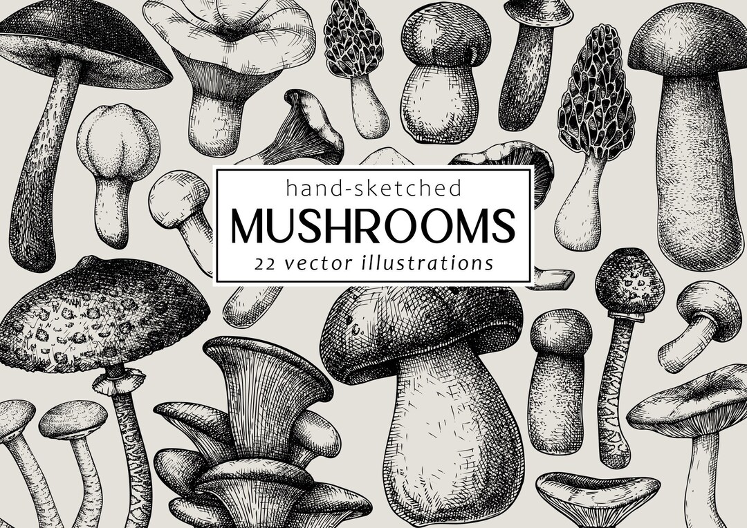 Mushrooms Vector Art, Fungus Scientific Sketch, Hand Drawn Botanical ...