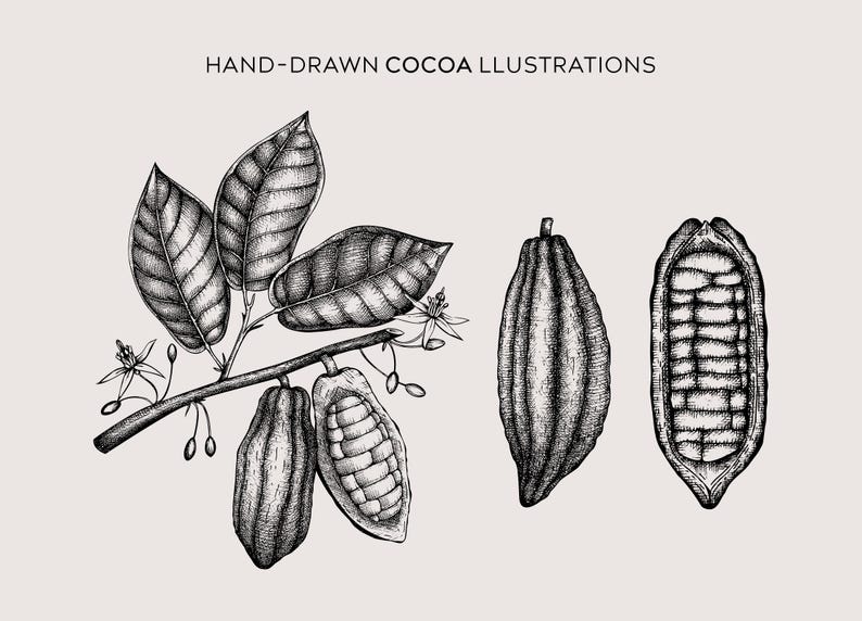 Hand Drawn Cocoa Outline Drawing, Chocolate Logo Design Print, Cocoa ...