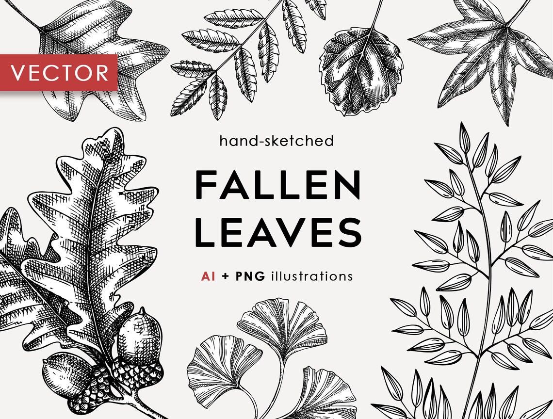 Fall Leaves Clipart. Autumn Decor. Vector Art Sketches for - Etsy