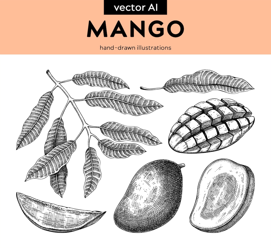 Mango Tree Botanical Sketch, Exotic Fruit Plant, Digital Engraving File ...