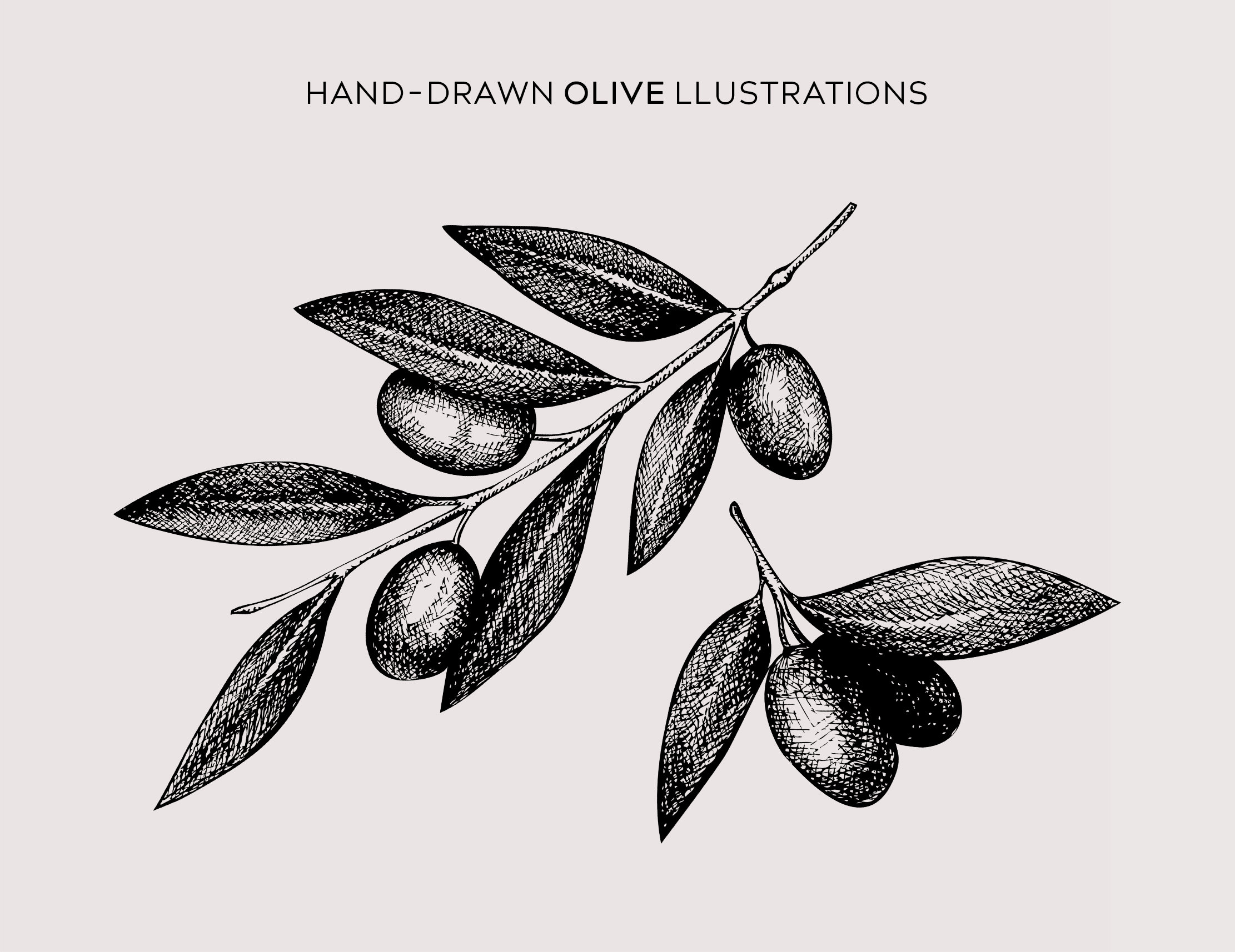 Olive Tree Digital Drawings. Vintage Style Olive Branch Botanical Print ...