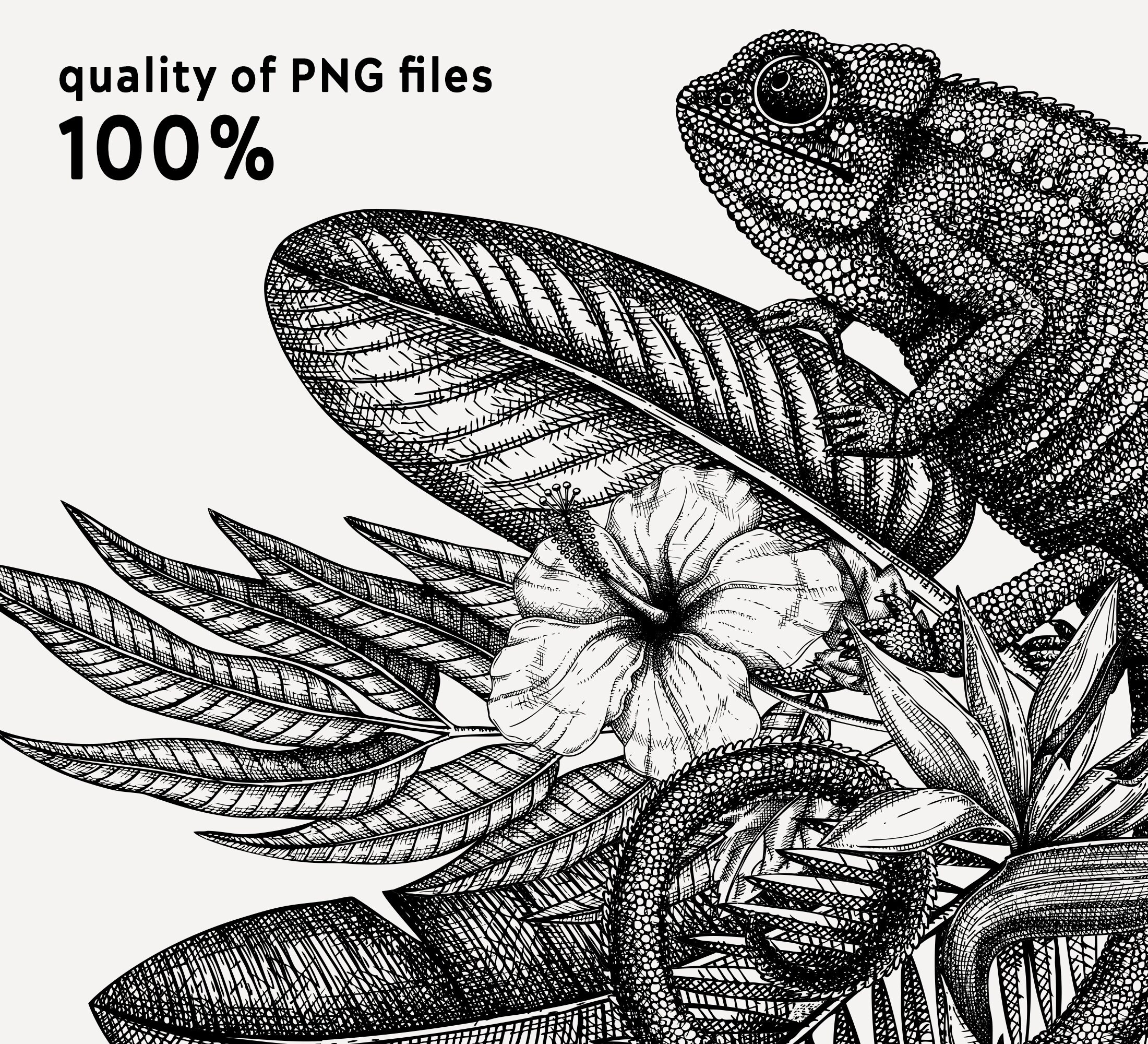 Tropical Wallpaper. Chameleon Line Drawing. Butterfly Png. Jungle ...