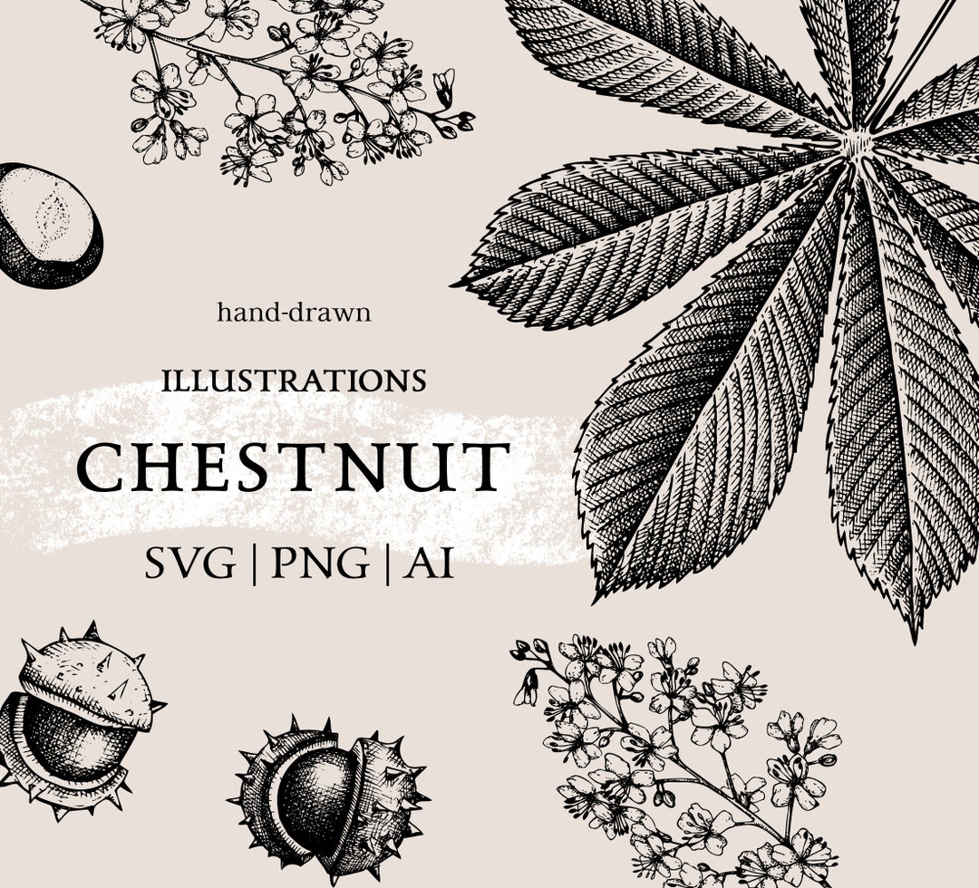 Chestnut Tree Leaves Botanical Sketch, Engraving Vector Graphics ...