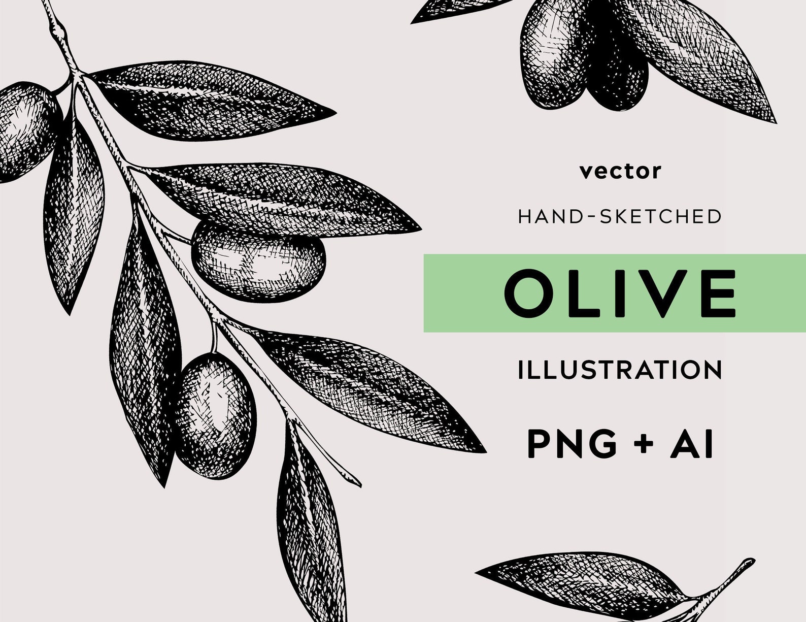 Olive Tree Digital Drawings. Vintage Style Olive Branch - Etsy