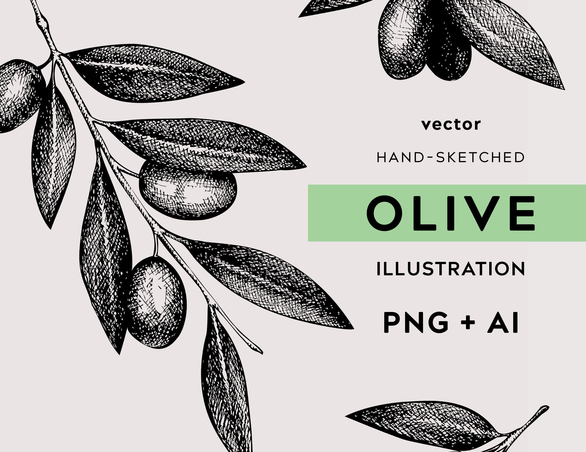 Olive Tree Digital Drawings. Vintage Style Olive Branch - Etsy