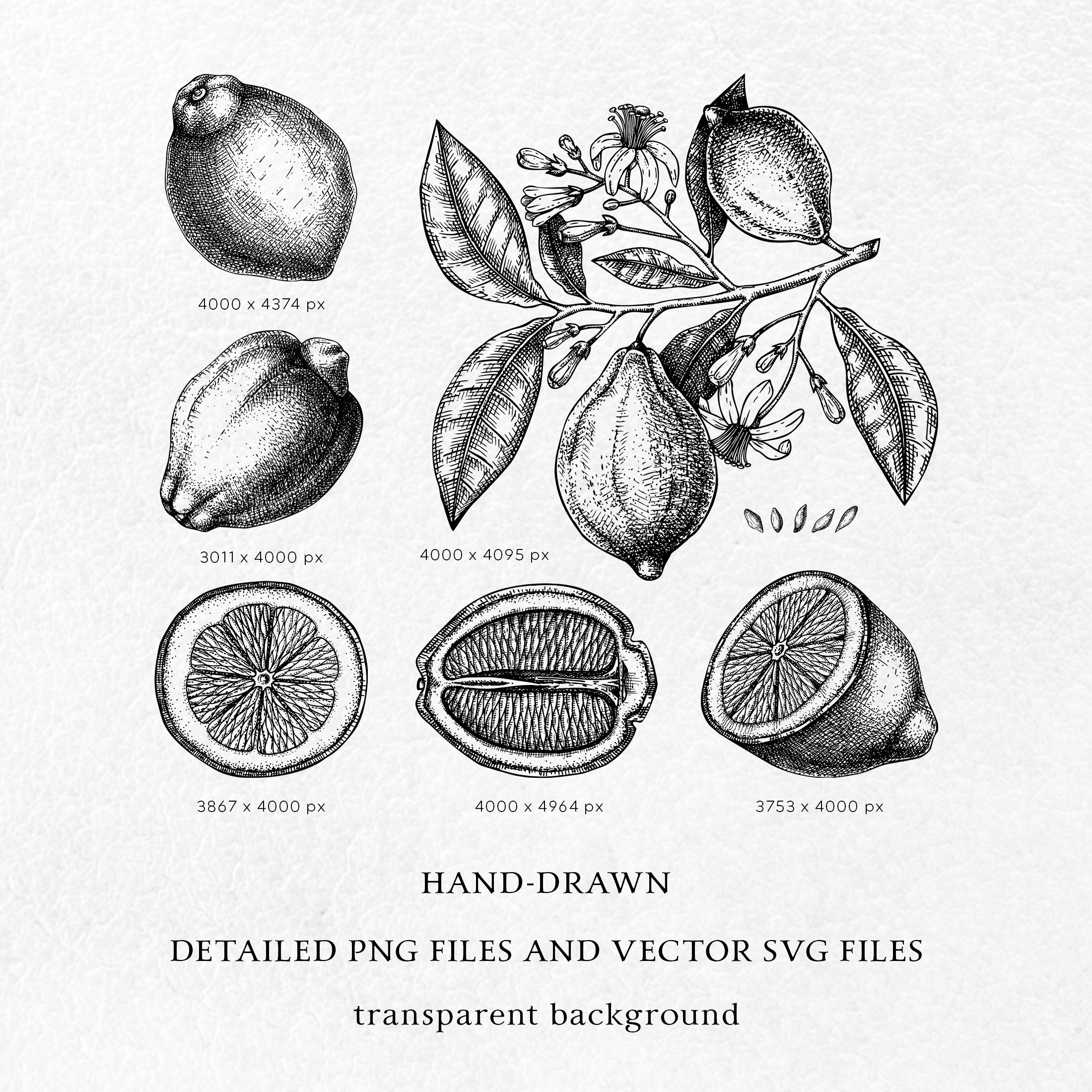 Lemon SVG: Citrus Tree, Exotic Fruit Summer Clipart, Botanical Print ...
