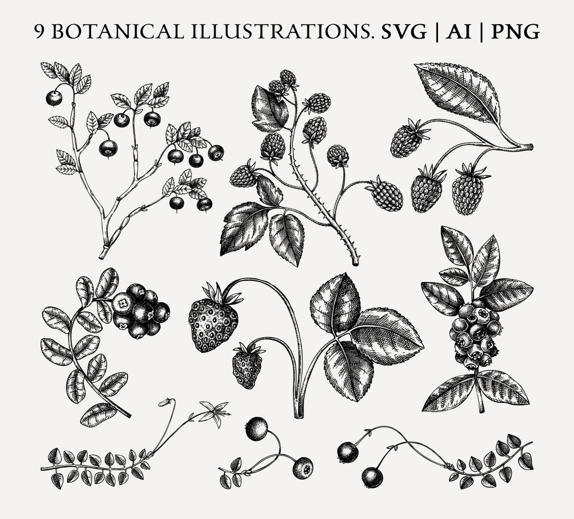 Berries SVG Files, Fruit Plant Vector Graphics, Botanical SVG, Food ...