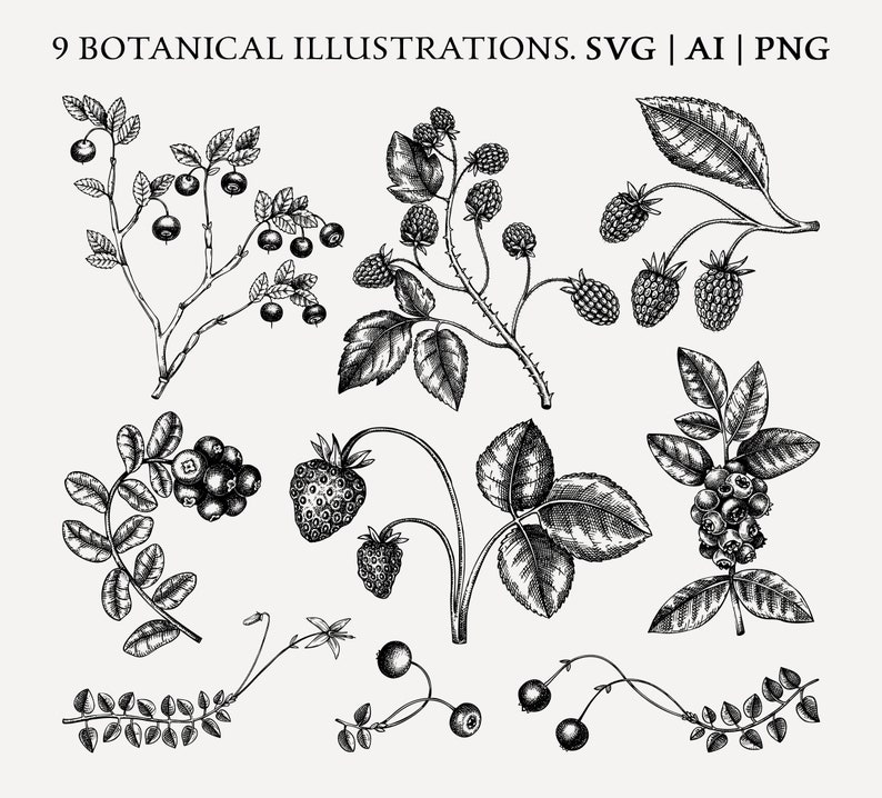 Berries SVG Files, Fruit Plant Vector Graphics, Botanical SVG, Food ...