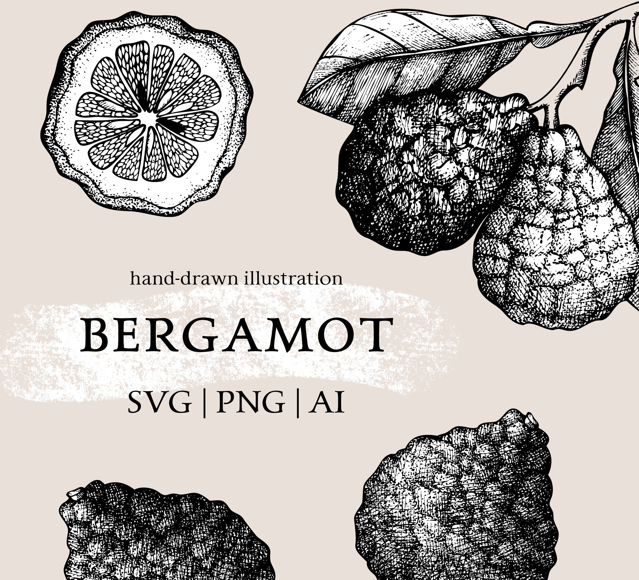 Bergamot Botanical Sketch, Tropical Citrus Fruit PNG, Engraving Vector ...