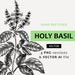Holy Basil Sketch. Mint Plant Floral Clipart. Candle Label, Herbal ...