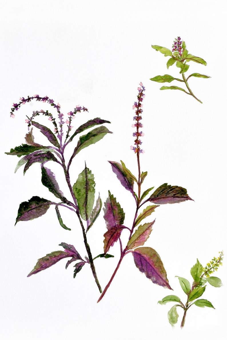 Tulsi Indian Printable Holy Basil Botanical Painting Plant - Etsy