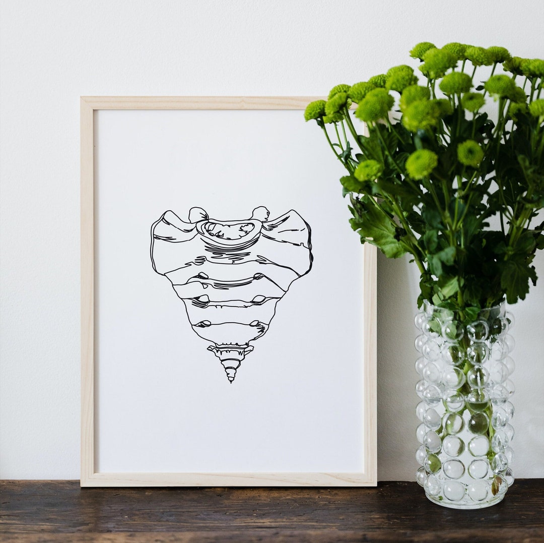 Sacral Bone Line Art Poster Minimalist Anatomy Sacral Bone Sacrum ...
