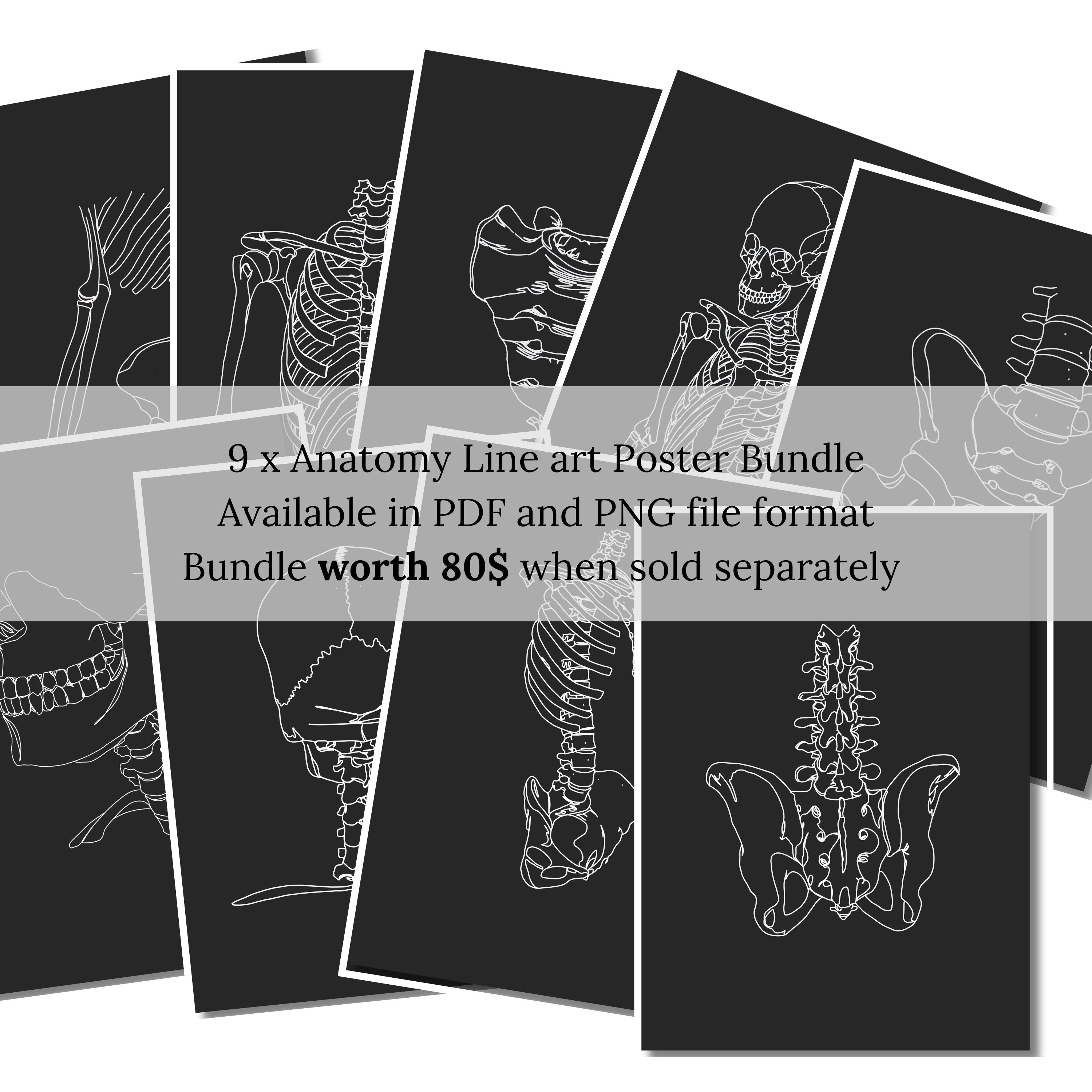 Anatomy Pelvic and Spinal Poster Bundle 12 Posters - Etsy