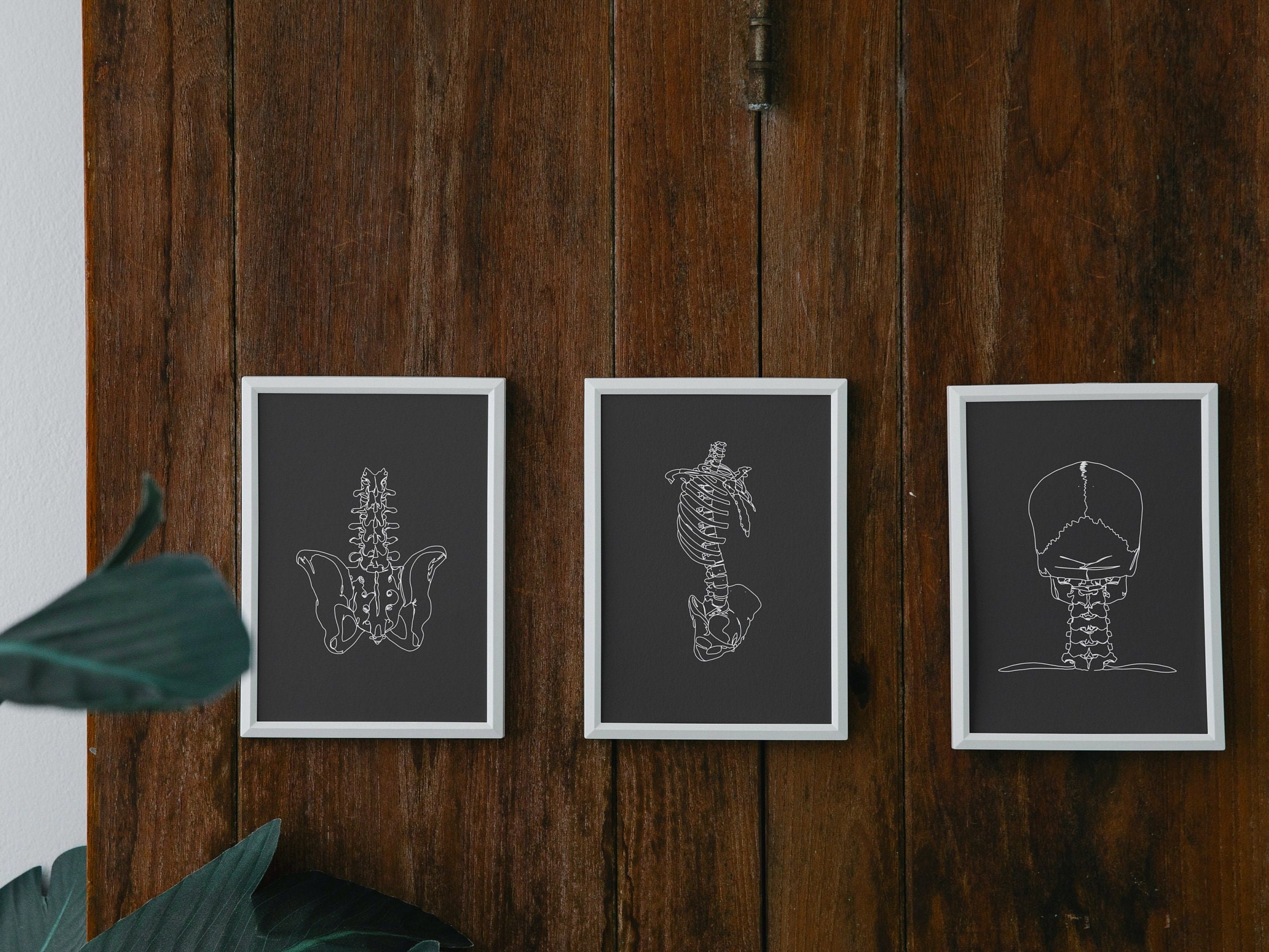 Spinal Line Art Print Bundle, Chiropractic, Physiotherapy Gift (digital ...