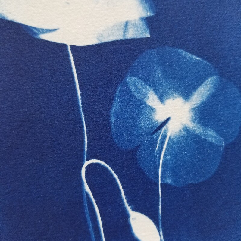 Cyanotype - Etsy UK