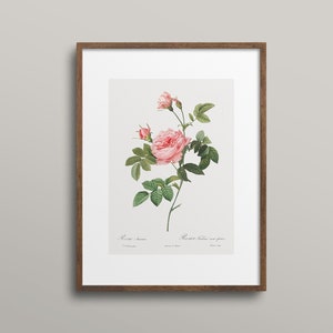 Vintage Pink Rose Illustration Print, DIGITAL DOWNLOAD, Printable Wall ...
