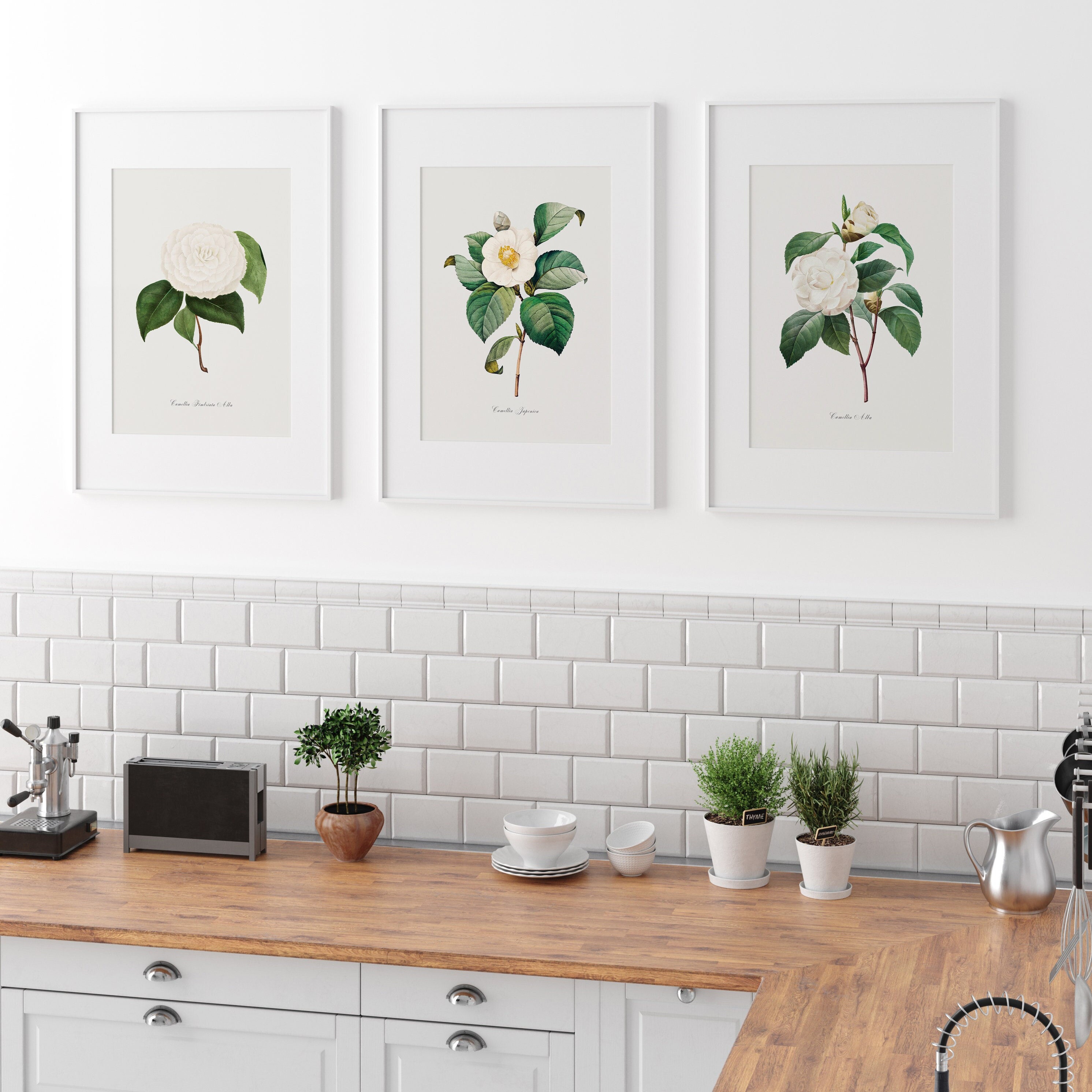 Set of 3 Botanical Prints, Vintage Print Set, Camellia Flowers, Neutral ...