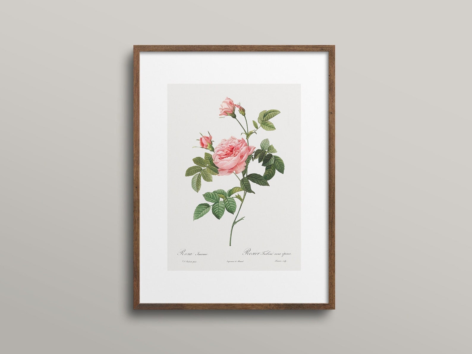 Vintage Pink Rose Illustration Print, DIGITAL DOWNLOAD, Printable Wall ...