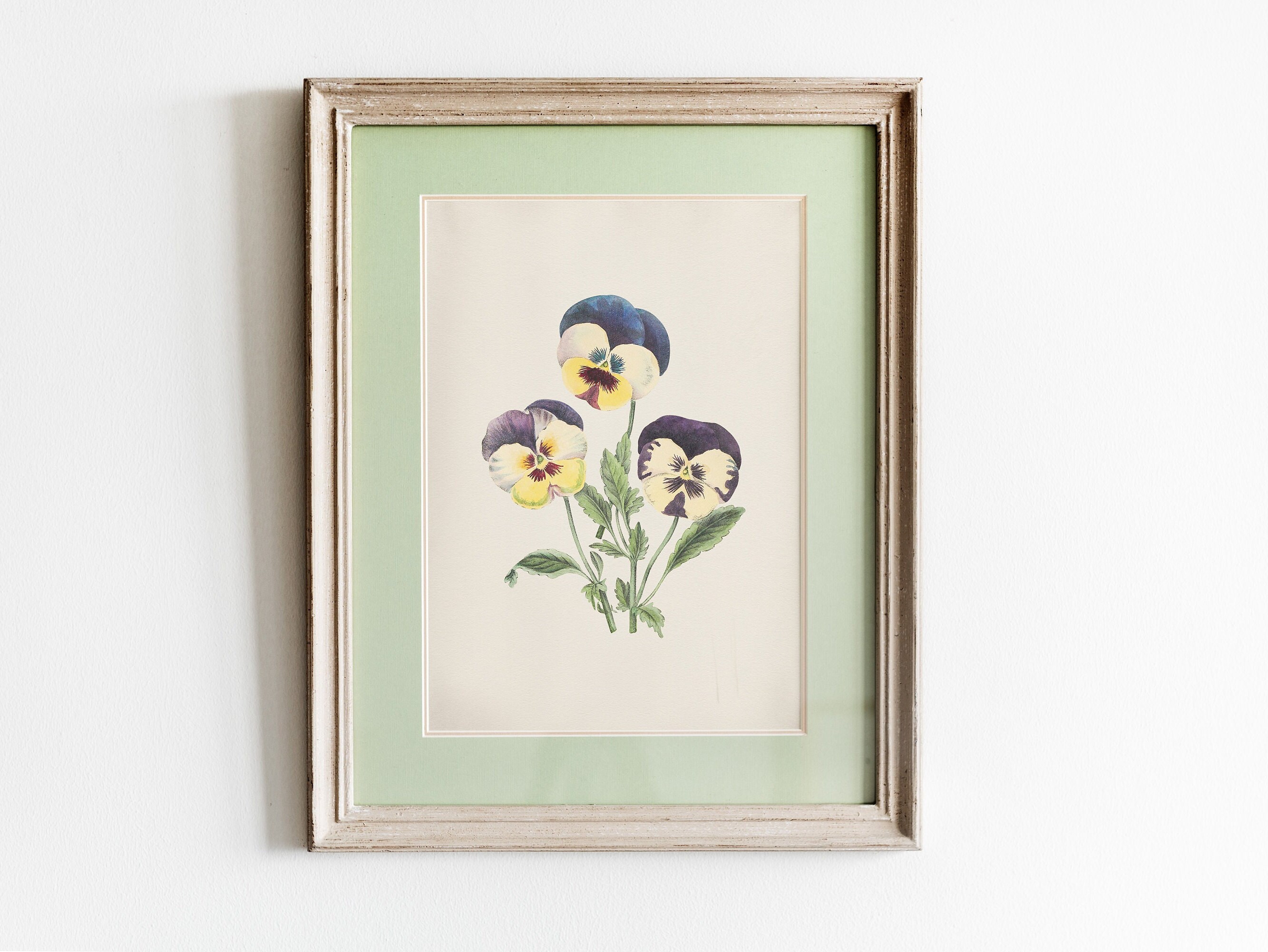 Vintage Botanical Illustration, Pansy Flowers Painting, DOWNLOADABLE ...