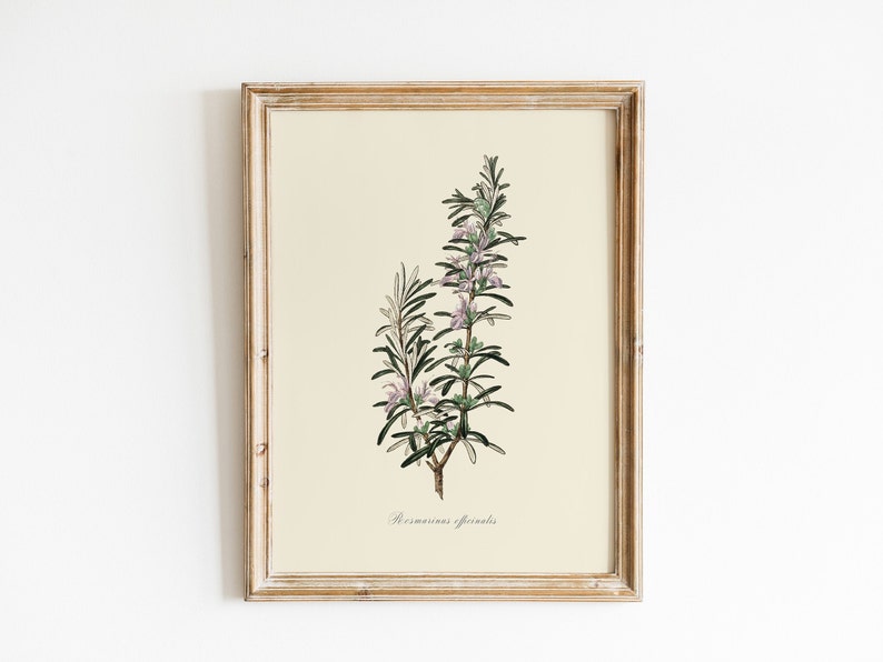 Vintage Rosemary Illustration, DIGITAL DOWNLOAD, Plant Study ...