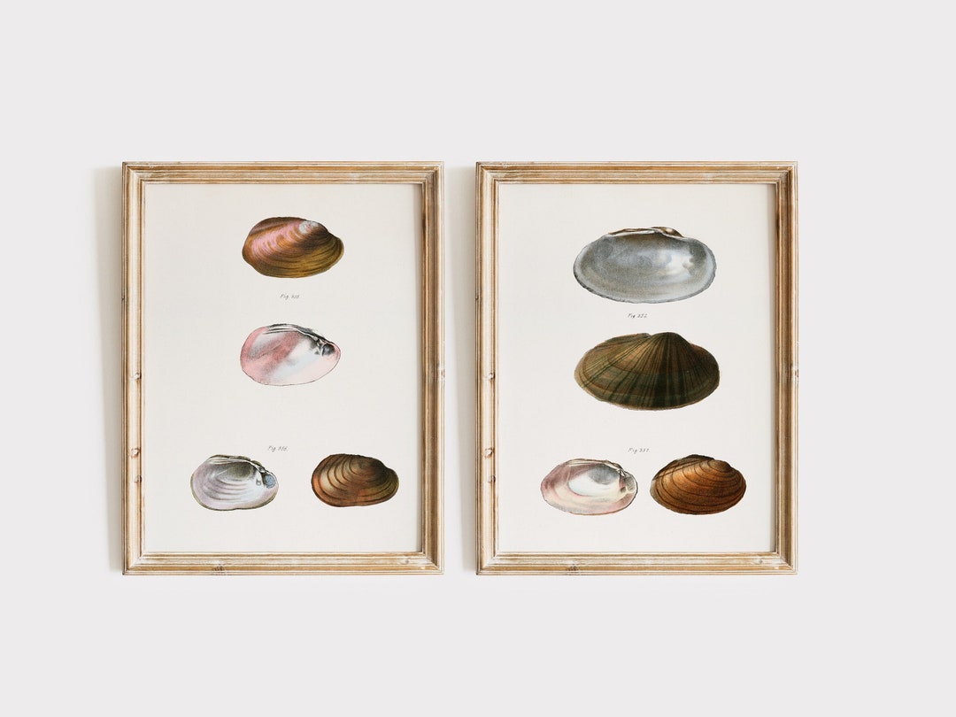 Vintage Shell Illustration, Set of 2 Prints, Marine Life Study, Neutral ...