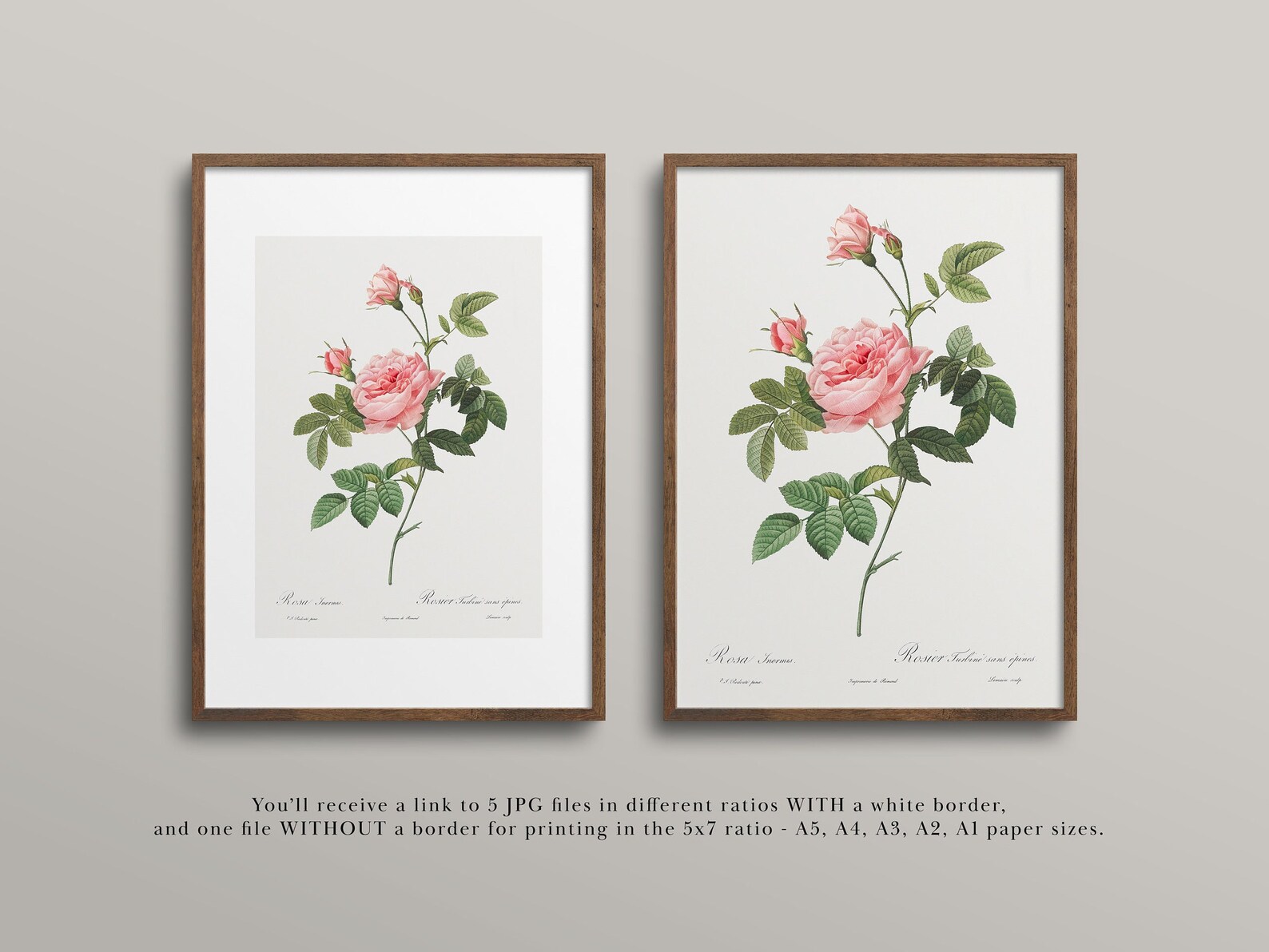 Vintage Pink Rose Illustration Print, DIGITAL DOWNLOAD, Printable Wall ...