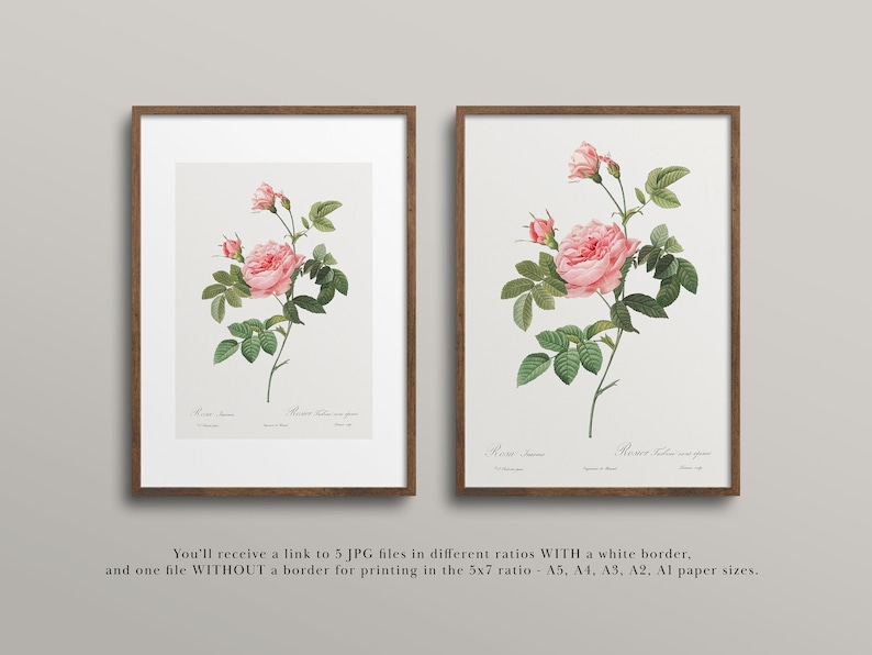 Vintage Pink Rose Illustration Print, DIGITAL DOWNLOAD, Printable Wall ...