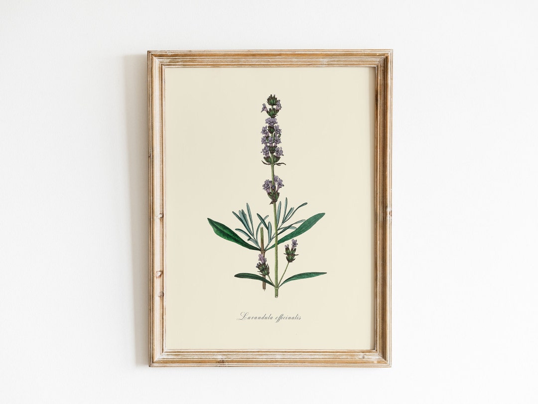 Vintage Lavender Plant Illustration, DIGITAL DOWNLOAD, Watercolour ...