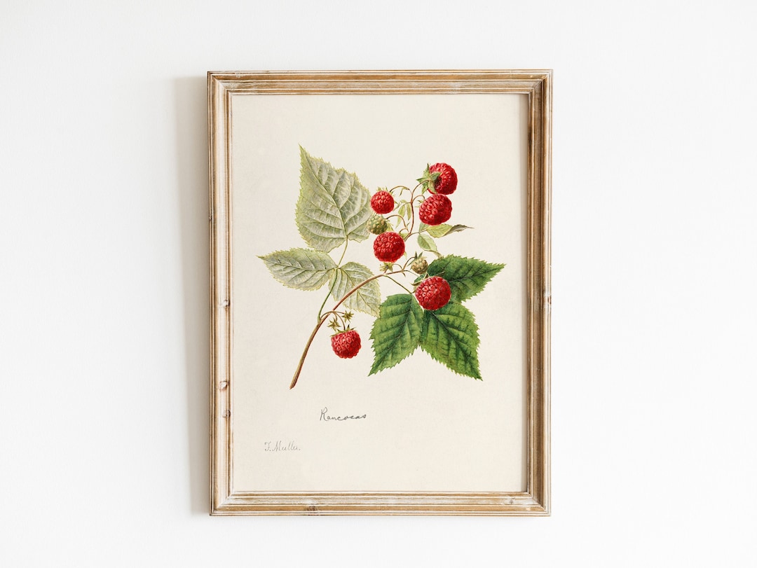 Vintage Raspberries Illustration, DIGITAL DOWNLOAD, Watercolour Fruit ...