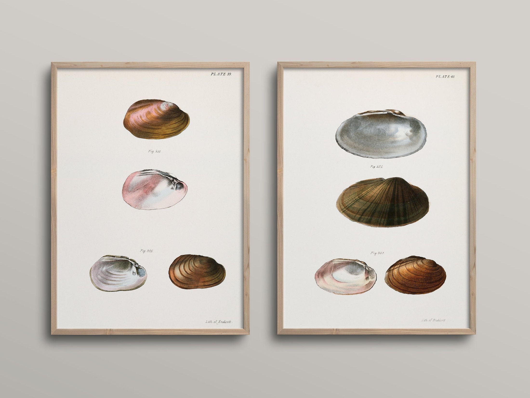 Vintage Shell Illustration, Set of 2 Prints, Marine Life Study, Neutral ...