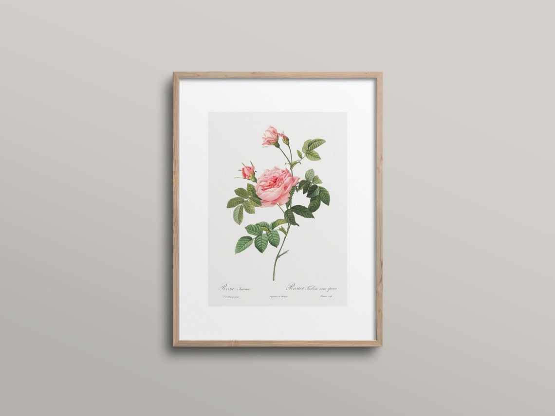 Vintage Pink Rose Illustration Print DIGITAL DOWNLOAD - Etsy