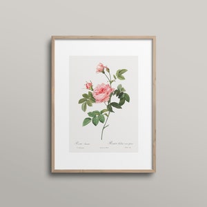 Vintage Pink Rose Illustration Print, DIGITAL DOWNLOAD, Printable Wall ...