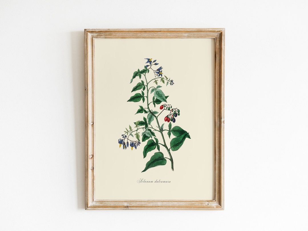 Vintage Bittersweet Nightshade Illustration, DIGITAL DOWNLOAD ...
