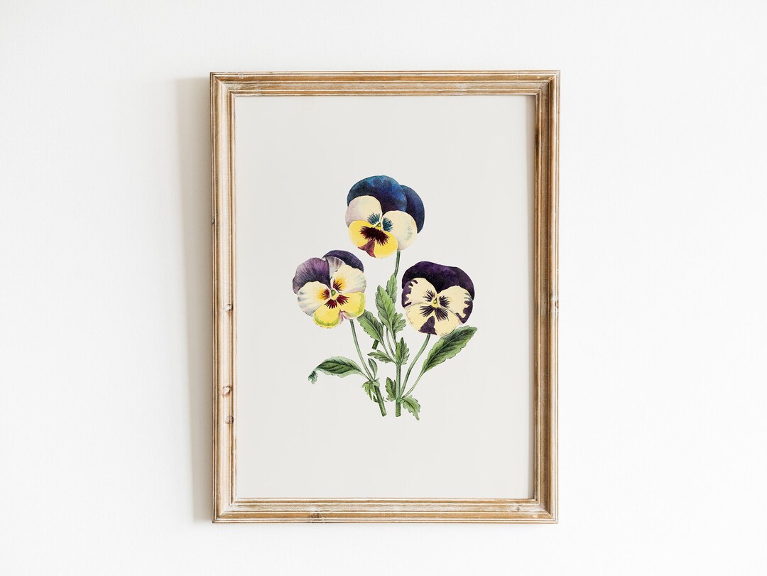 Vintage Botanical Illustration, Pansy Flowers Painting, DOWNLOADABLE ...
